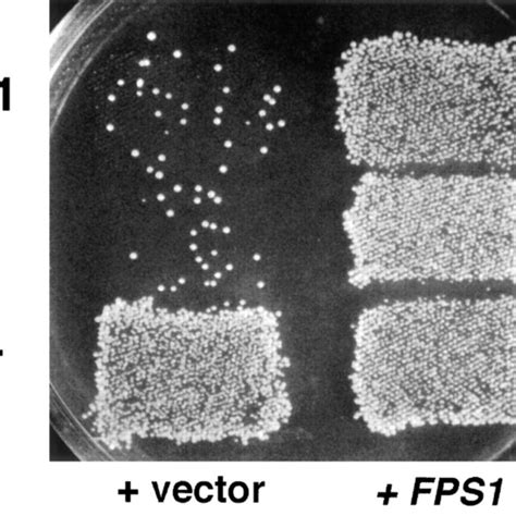 The Fps1 Gene Complements The Mating Defect Of M8 And M11 Right Wt