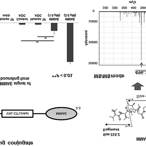 Visualization Of Mmae Released From Adc The Mmae Speciˆc Ms Ms Download Scientific Diagram