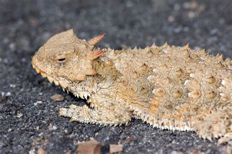 Horny Toad Facts And Beyond Biology Dictionary