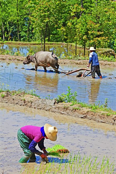 Rice Paddies With Farmer And Buffalo Photograph By John W Banagan