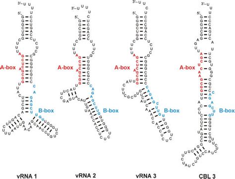 Secondary Structure Predictions Of Vault Rna 13 And Cbl 3 The Three Download Scientific