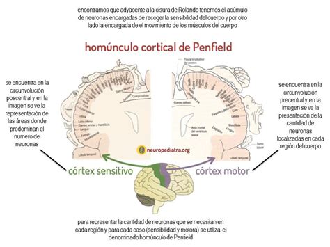 Blog Fisiología Uas Homúnculo Sensitivo Y Motor De Penfield