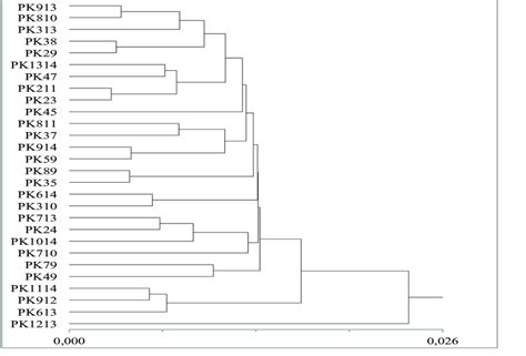 Neighbour Joining Clustering Dendrogram Of 28 Full Sib P Koraiensis