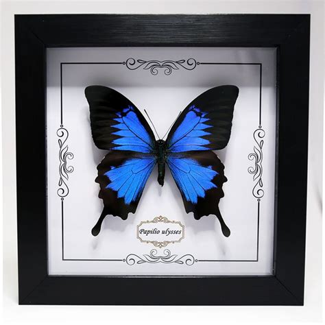Украшение настенное интерьерное Бабочка Papilio Ulysses в рамке самец купить по доступным