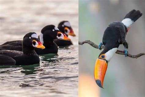 16 Black Birds With Orange Beaks With Photos Bird Feeder Hub