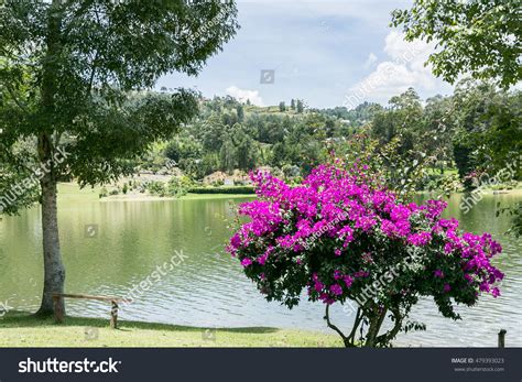 Trees Near Lake Images Stock Photos Vectors Shutterstock