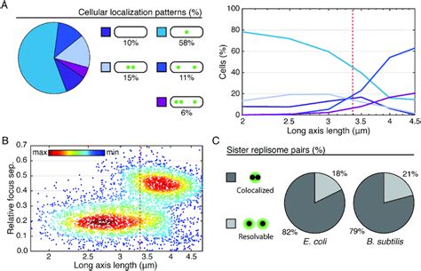 Characterizing Cellular And Subcellular Localization Patterns In Large