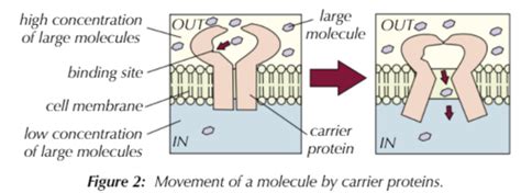 Facilitated Diffusion Flashcards Quizlet