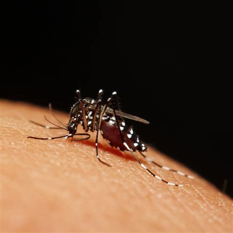 Three Miami Beach Mosquitoes Test Positive For Zika Virus