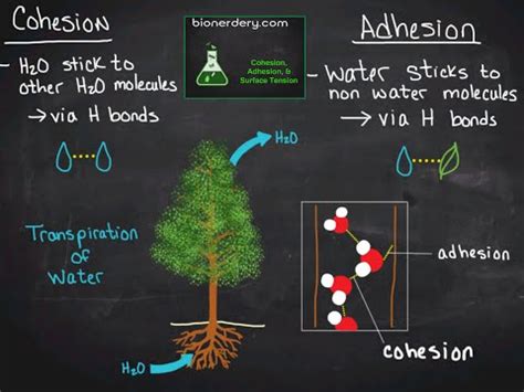 Difference Between Adhesion And Cohesion Difference Wiki