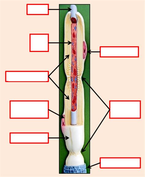 5 Axon Diagram Quizlet