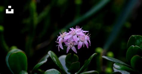 식물에 분홍색 꽃의 클로즈업 사진 Unsplash의 무료 식물원 이미지