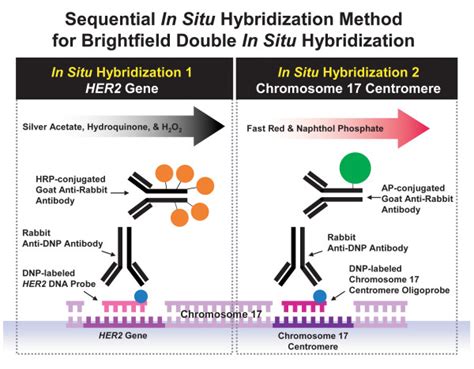 Brightfield Double In Situ Hybridization Bdish Signal Detection
