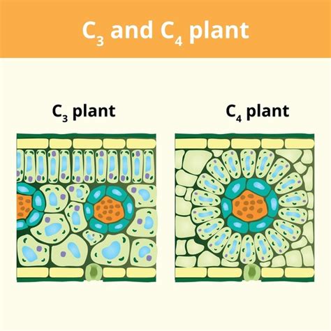 C Vs C Royalty Free Photos And Stock Images Shutterstock