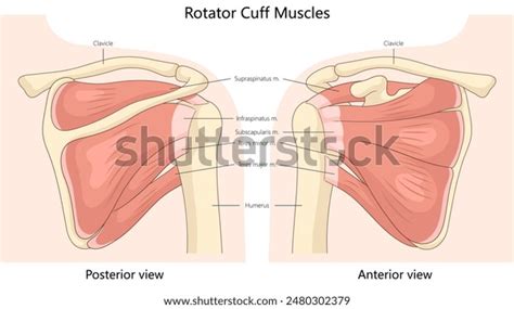 Rotator Cuff Muscles Posterior Anterior Views Stock Vector Royalty