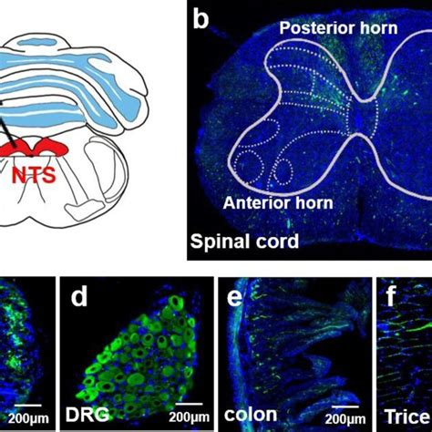Polysynaptic Retrograde Tracing From Central To Peripheral Nervous