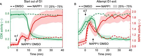 Regulation Of Mapk Signal Transduction By The Cdk A B Dynamic Cdk