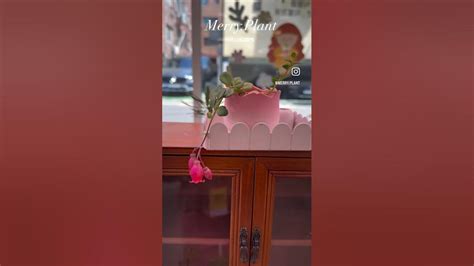 카랑코에 코랄벨 Youtube