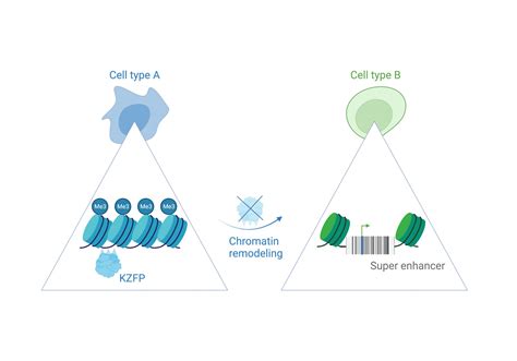 satellite dna arrays barcode chromosomes to regulate genes