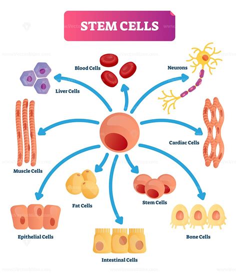 Stem Cells Vector Illustration Vectormine