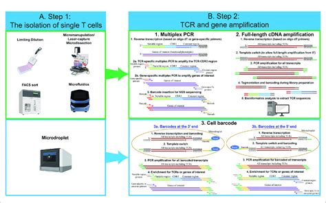An Overview Of Single Cell Isolation Techniques Followed By Tcr And Download Scientific