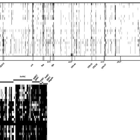 Detection Of Genomic Alterations Among Pathogenic Commensal And Download Scientific Diagram