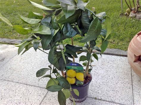 Und Wieder Ne Neue Zitrone Vegetation Daheim