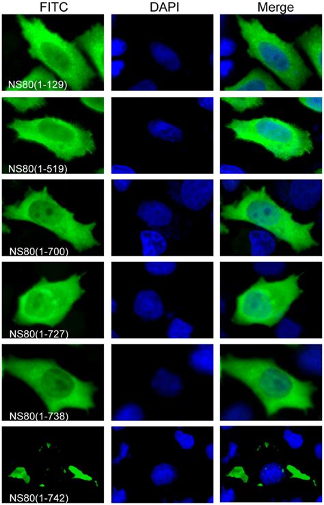 Intracellular Distribution Of Ns80 C Terminal Truncations In Download Scientific Diagram