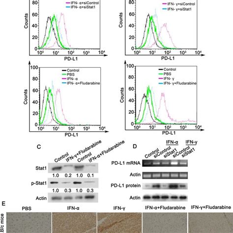 Ifn α γ Upregulate Pd L1 Expression In A Stat1 Dependent Manner A And