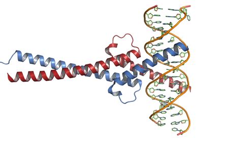 C Myc Gene Amplification Following Des Neonatal Treatment