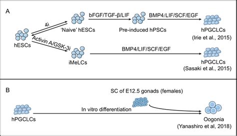 Generation Of Hpgclcs From Escs In 2010s A Schematic Of Hpgclc Download Scientific Diagram