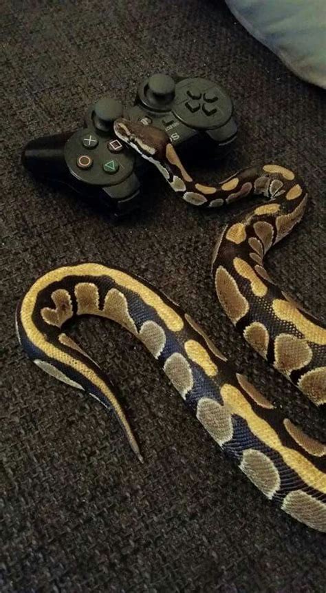 Schlange Neben Videospiel Controllern