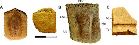 Osteoderms Cns Pv 041 Of Kraglievichia Paranensis A Fixed Download Scientific Diagram