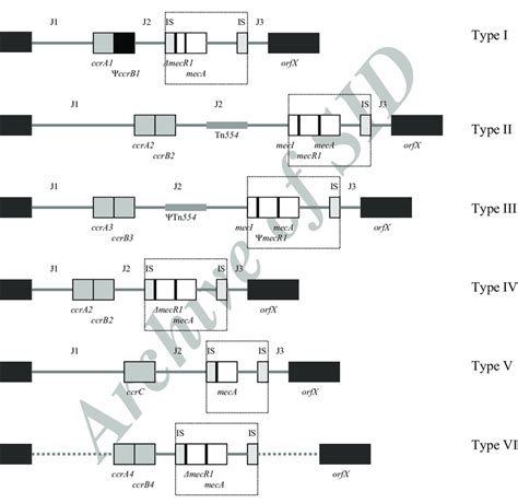 organization of the known sccmec types sccmec elements share four