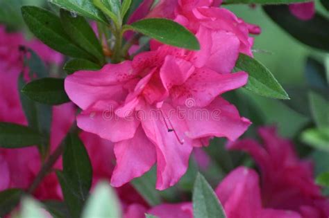 Azalea Stock Image Image Of Bush Macro Colour Lilac 362791813