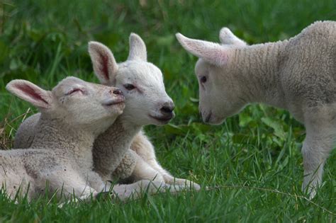 어린 양 잔디 Pixabay의 무료 사진