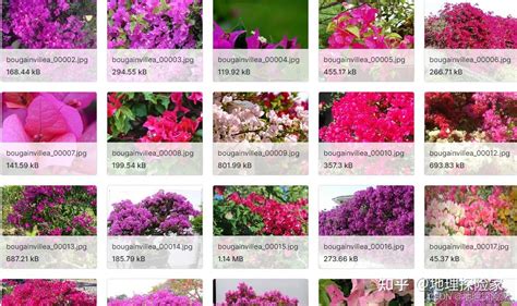 各类有关于花卉的深度学习数据集 知乎