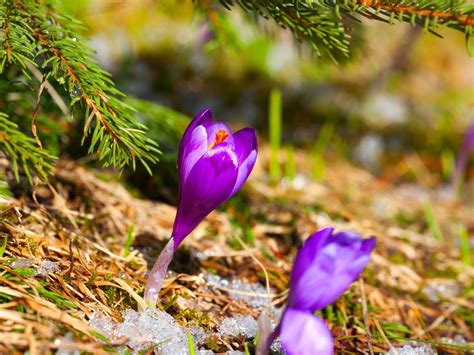 Весенние заставки для рабочего стола Обсуждение на Liveinternet Российский Сервис Онлайн