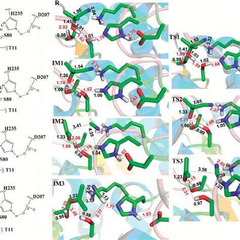 The Structures Of The Reactant Transition States And Intermediates