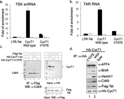 Association Of Ha Cyct1 V107e With P Tefb Interacting Partners And Its