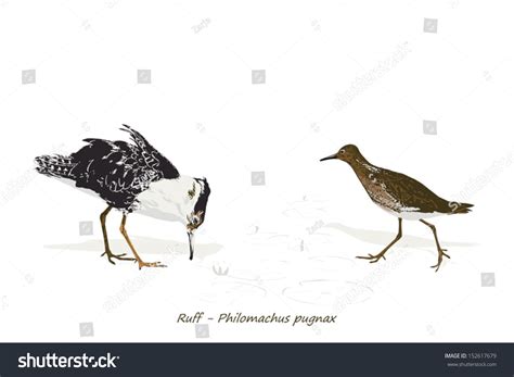 7 Ruff Wading Bird Stock Vectors And Vector Art Shutterstock