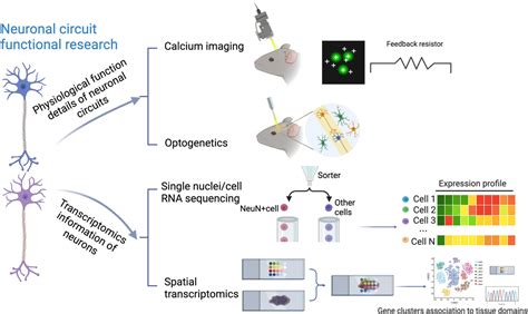 Frontiers Recent Advances In Understanding Neuronal Diversity And