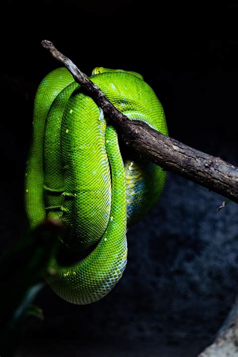 Green Python Sleeping Rpics