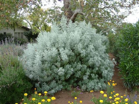 Artemisia Arborescens Silver Wormwood Plant