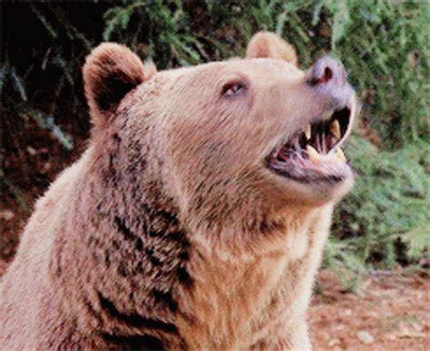 Bear Roaring 