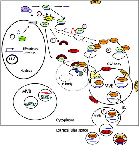 Suggested Routing Of Viral Mirna For Intracellular And Extracellular