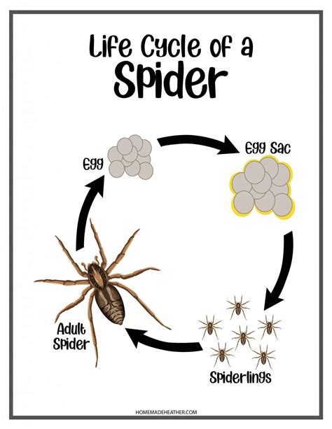 Pin By Hailleemadisyn On Homeschool Education Spider Activities Life