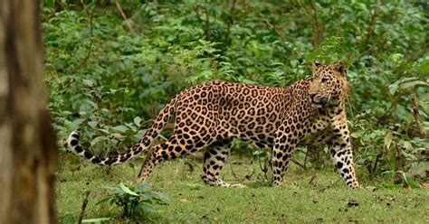 Movement Of Leopards Attacks