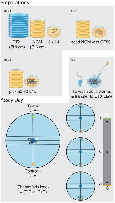 Enhancing Reproducibility In Chemotaxis Assays For Caenorhabditis
