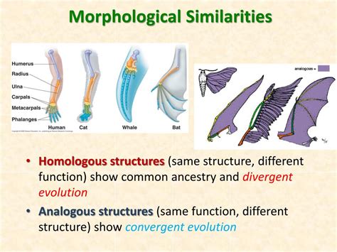 Ppt Chapter 25 Phylogeny And Systematics Powerpoint Presentation Id